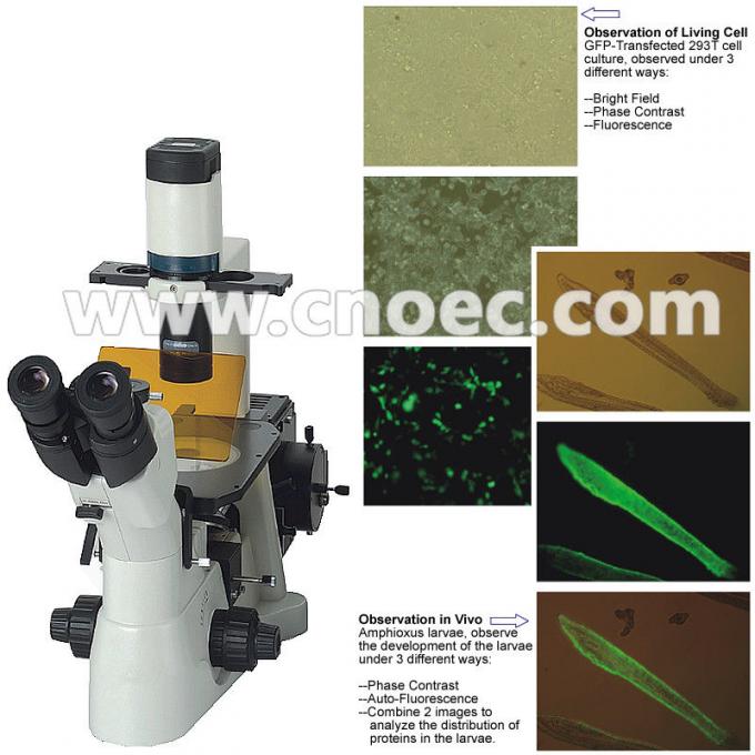 200X Laboratory Inverted Fluorescence Microscope Halogen Lamp ...