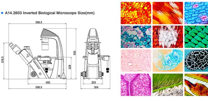 Mechanical Stage Inverted Light Microscope / Digital Inverted Microscope