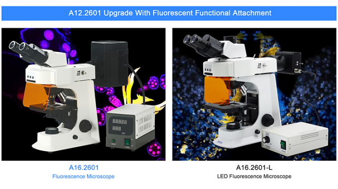 3W LED Coaxial Coarse Fine Focusing Fluorescence Microscope CE / Rohs ...