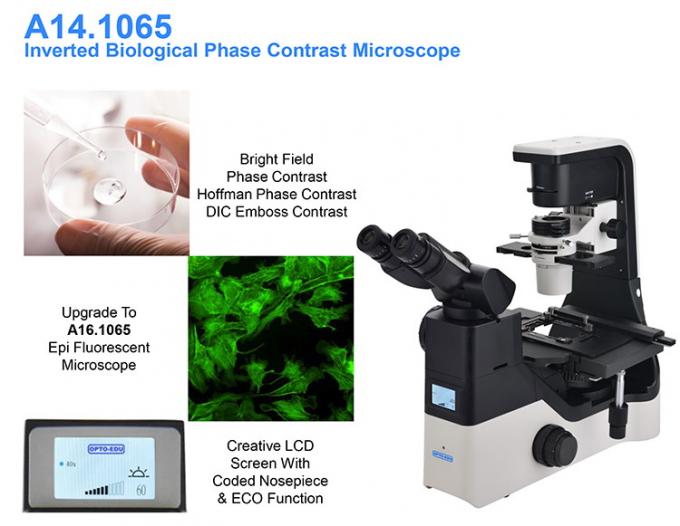 OPTO EDU A14.1065 Tilting Inverted Phase Contrast Microscope